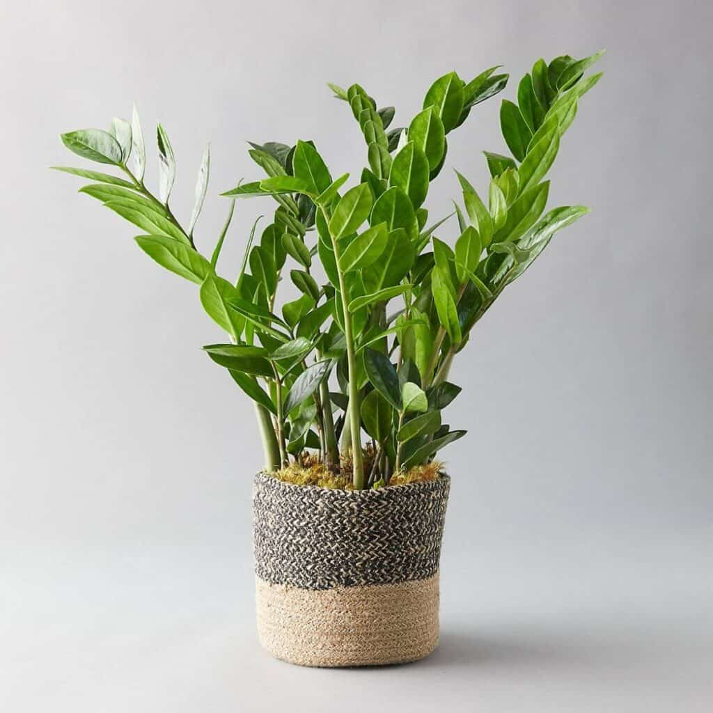25 Most Popular Houseplants and Plant Care Tips - Next Level Gents